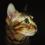 Celeb Bengal Cat · Simbaさんのインスタグラム写真 - (Celeb Bengal Cat ...