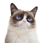 Grumpy Catさんのインスタグラム - (Grumpy Cat@realgrumpycat)