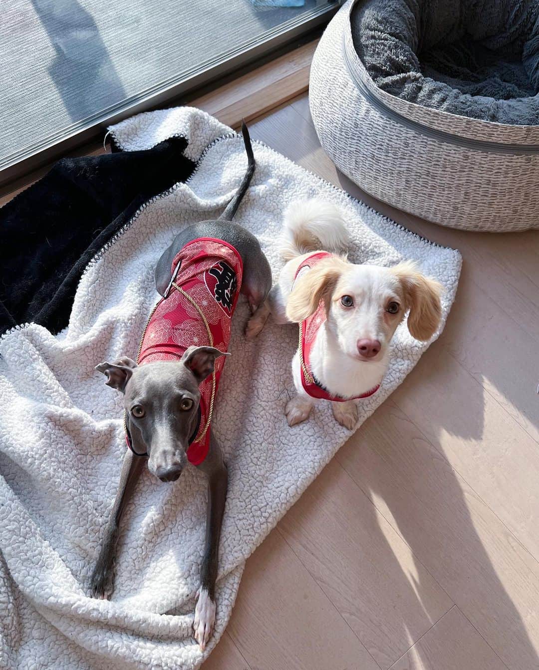 Azusaさんのインスタグラム写真 - (AzusaInstagram)「Swipe to see my Japanese Matsuri ...