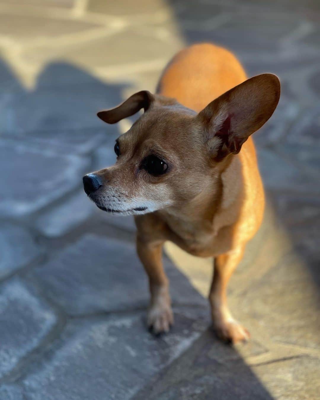 結城アンナさんのインスタグラム写真 - (結城アンナInstagram)「太陽🌞の恵みを浴びて💕。 Ozzyに出会うあの日から4年が経ちました ...