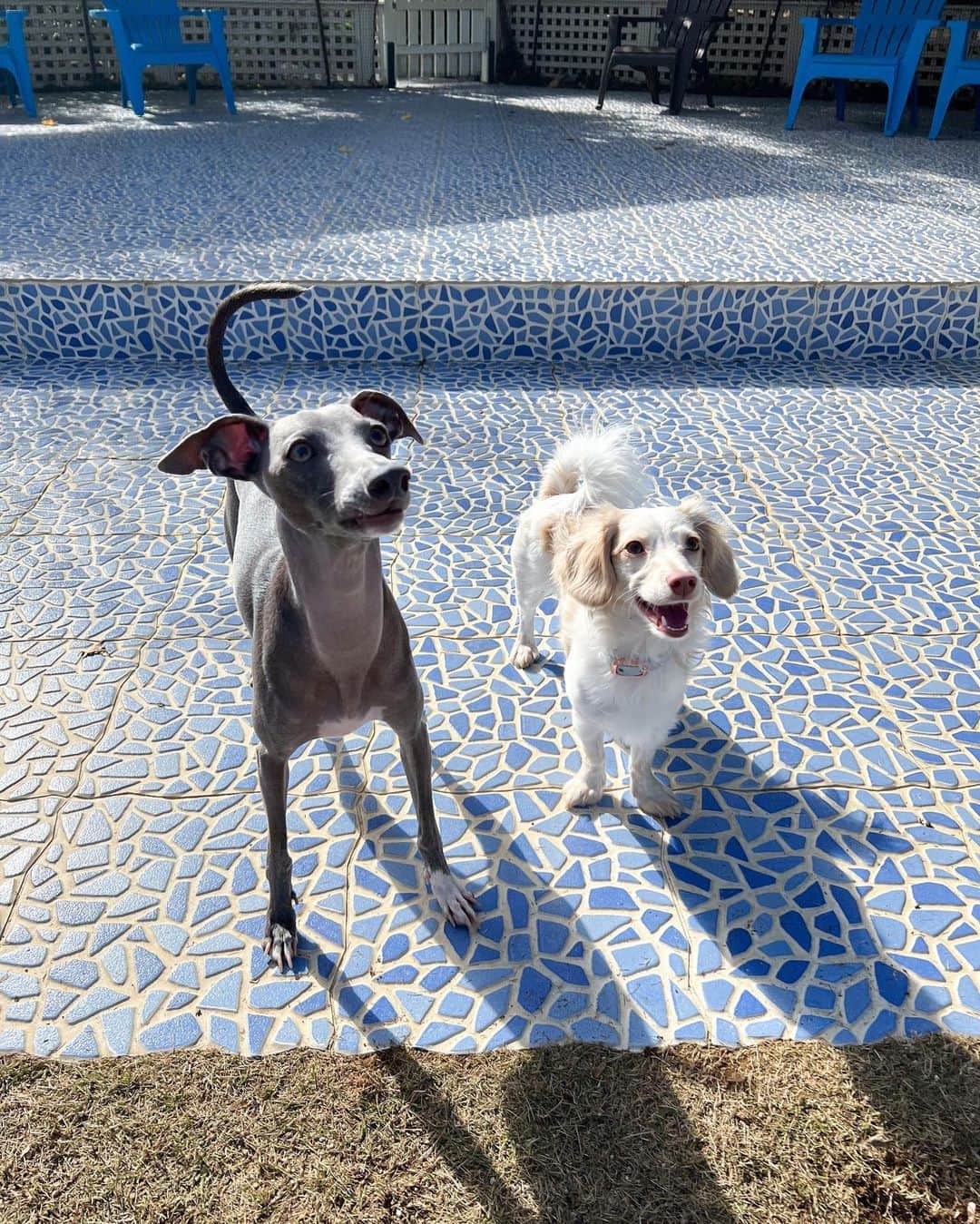 Azusaさんのインスタグラム写真 - (AzusaInstagram)「愛犬たちに癒される休日🥰 犬友達のみんなもいつも私の競技を応援して ...