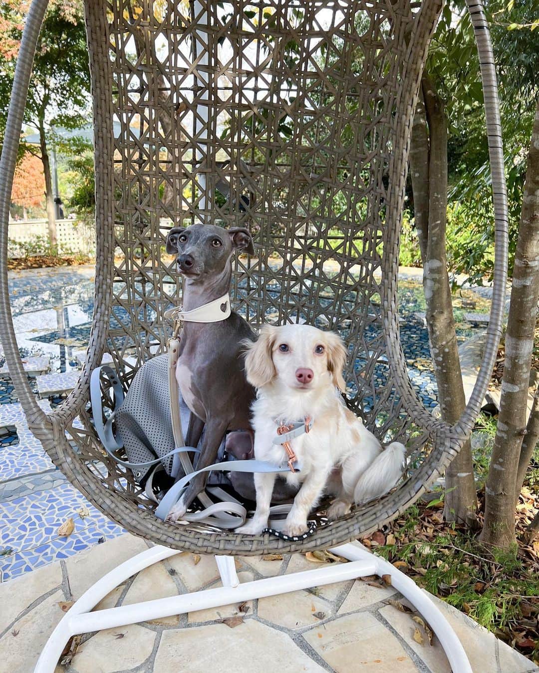 Azusaさんのインスタグラム写真 - (AzusaInstagram)「愛犬たちに癒される休日🥰 犬友達のみんなもいつも私の競技を応援して ...