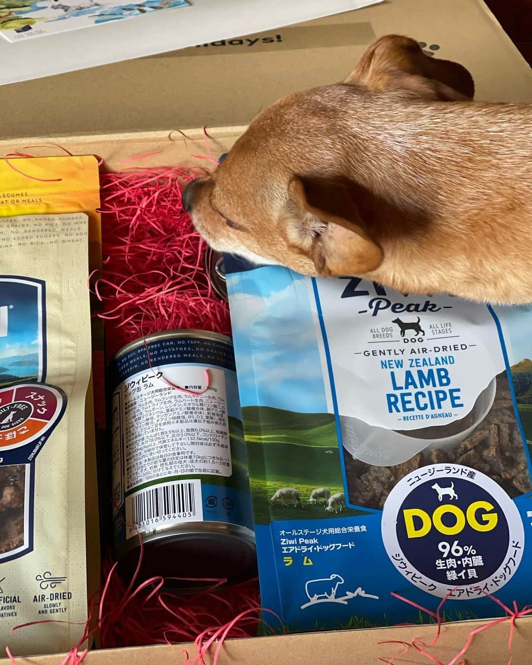 結城アンナさんのインスタグラム写真 - (結城アンナInstagram)「🎅Ozzy に少し早めのクリスマス🎄プレゼント🎁 Ozzy gets ...