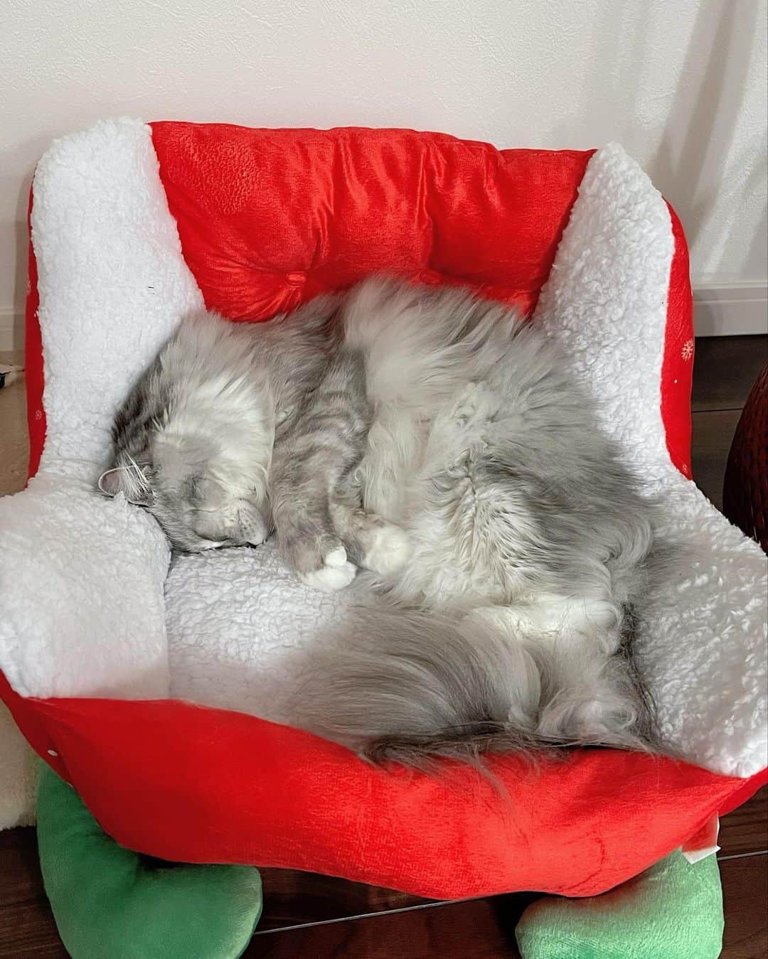 田中れいなさんのインスタグラム写真 - (田中れいなInstagram)「. お気に入りアイテム いっきに紹介しまーす🤍🫶🏻 シンバとジャック ...