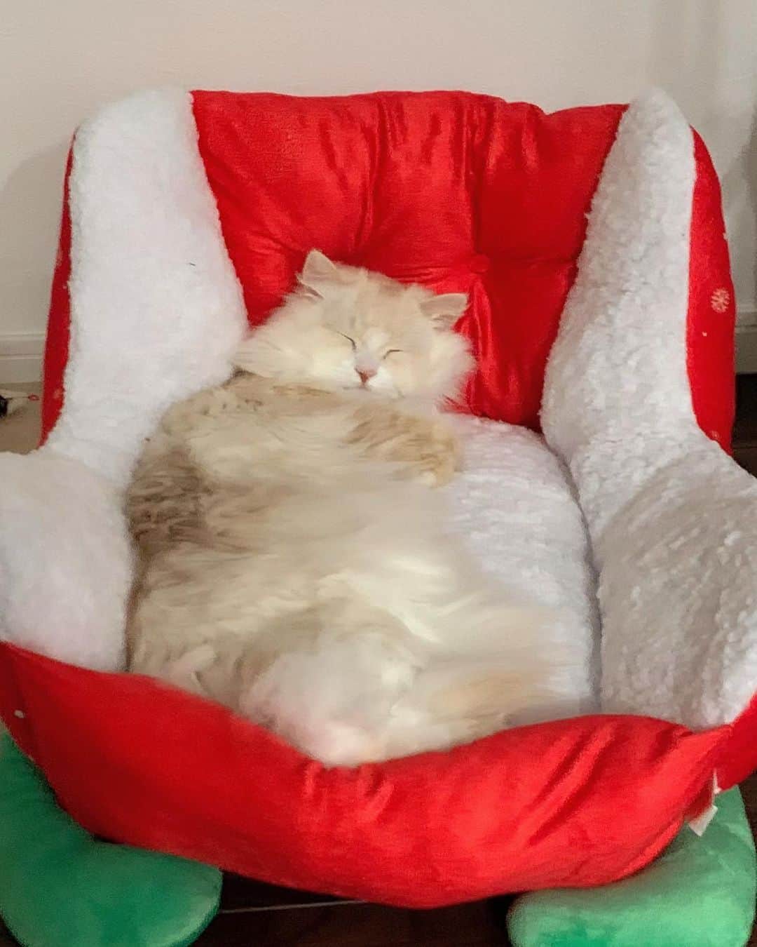 田中れいなさんのインスタグラム写真 - (田中れいなInstagram)「. お気に入りアイテム いっきに紹介しまーす🤍🫶🏻 シンバとジャック ...