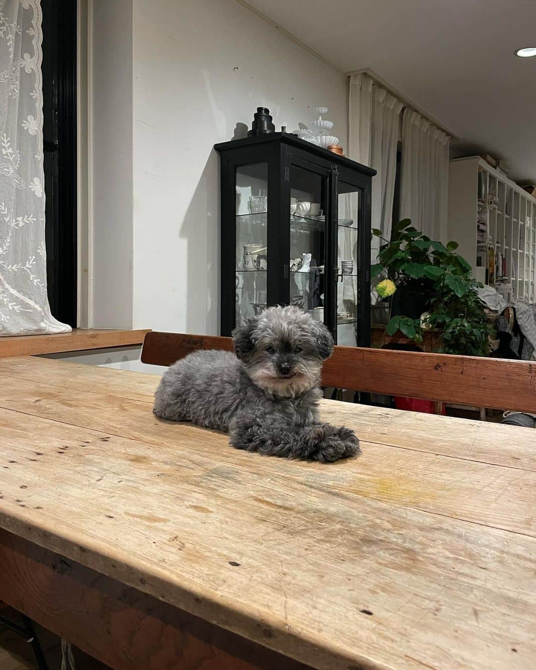 masakiさんのインスタグラム写真 - (masakiInstagram)「wed.18 Jan.2023 🐨on the table ちみ ...