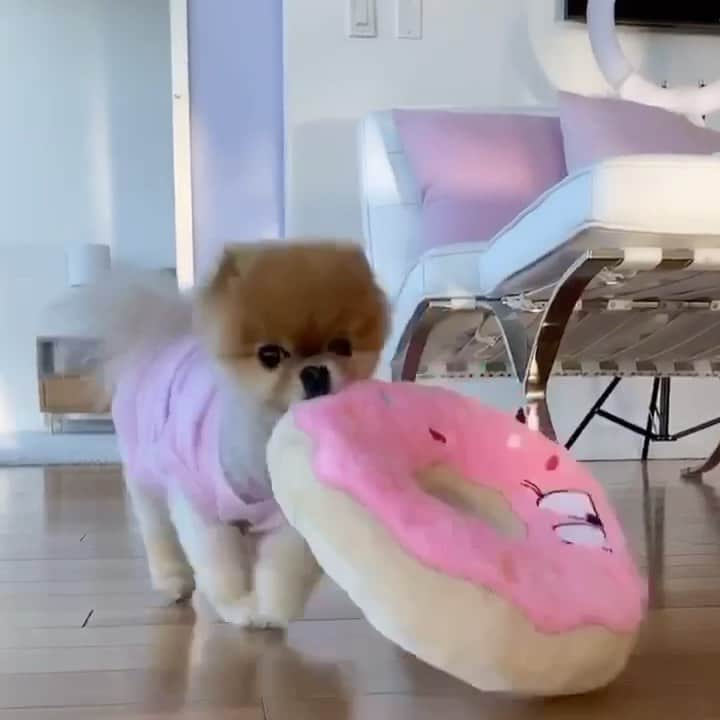 jiffさんのインスタグラム動画 - (jiffInstagram)「🍩」3月25日 18時04分 - jiffpom