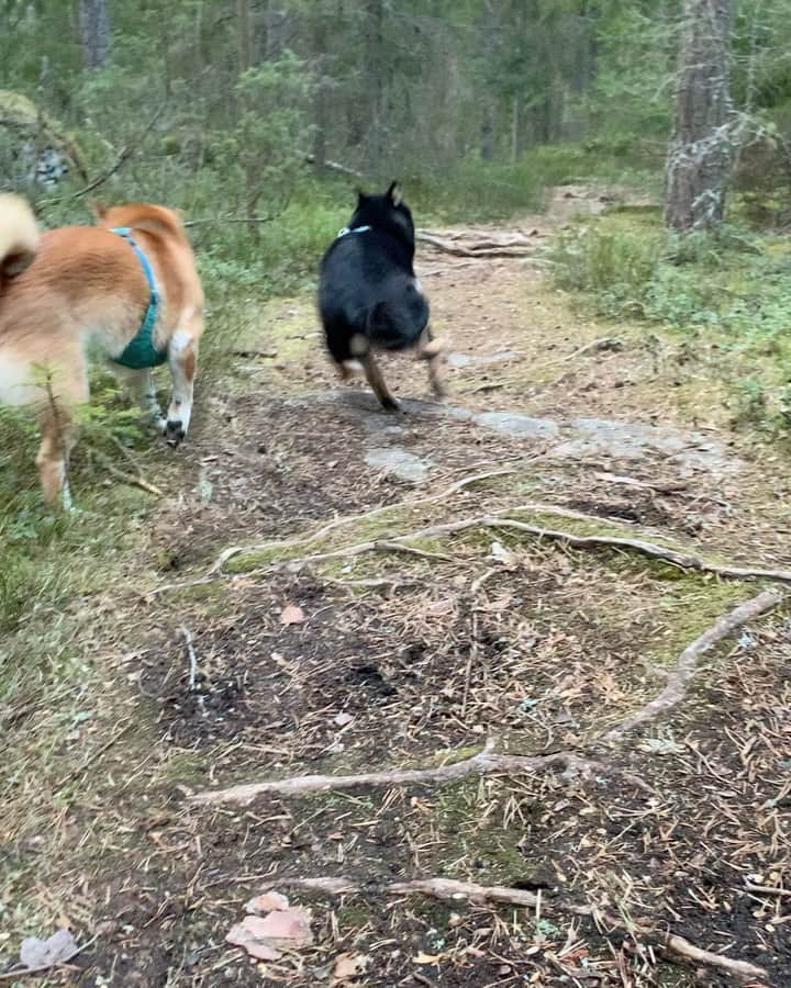 ?Fricko the Shiba Inu?さんのインスタグラム動画 - (?Fricko the Shiba Inu?Instagram ...