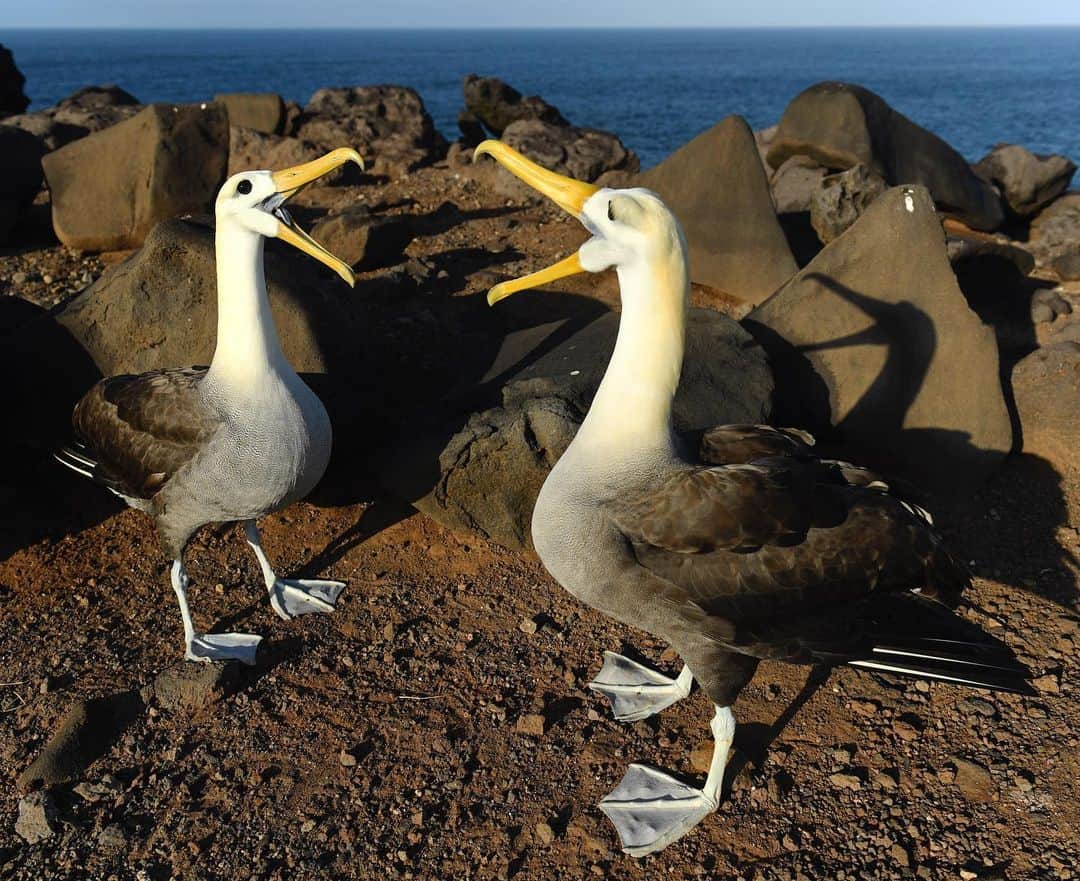 Thomas Peschakさんのインスタグラム写真 - (Thomas PeschakInstagram)「Waved Albatross ...