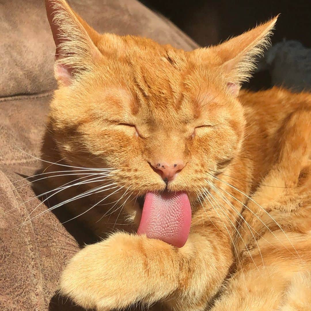 Venus Cat さんのインスタグラム写真 - (Venus Cat Instagram)「It’s official!! The bill ...