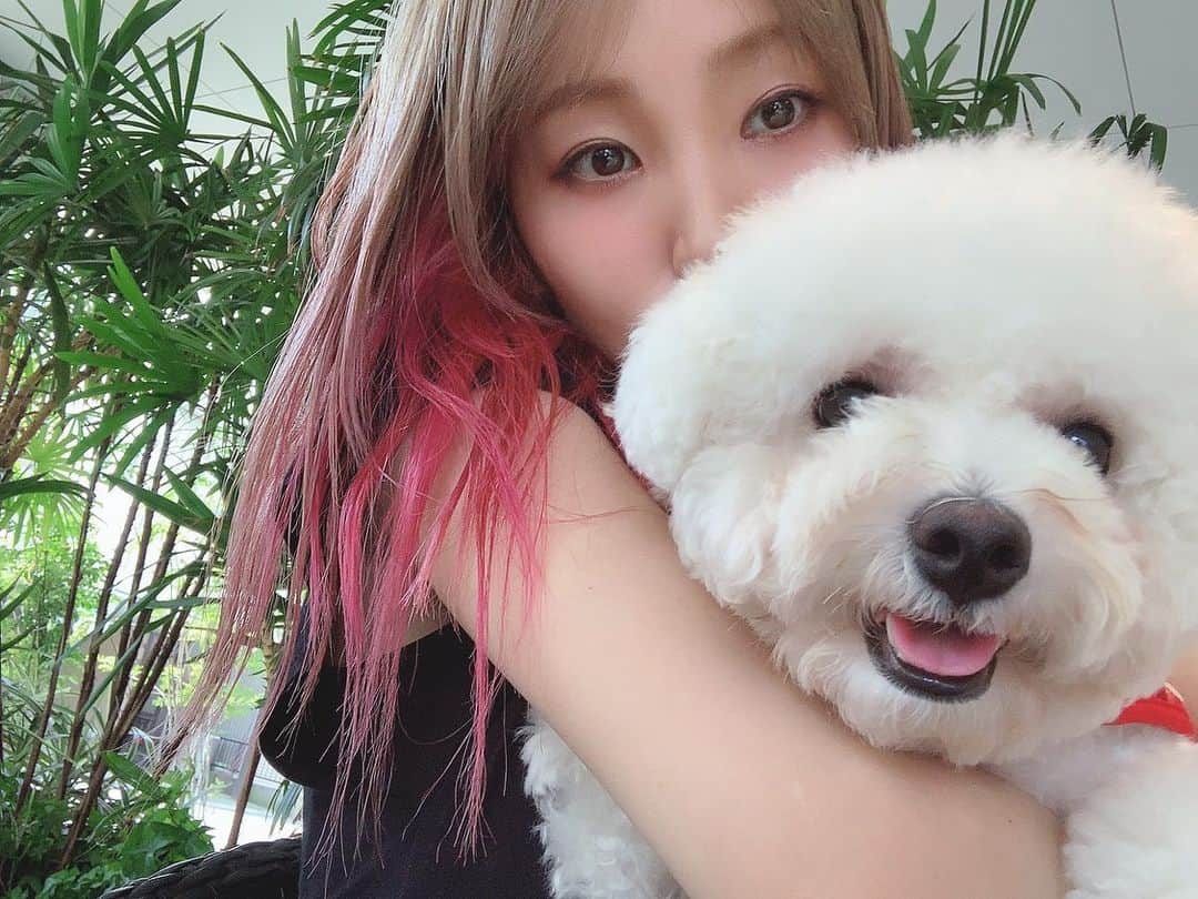 LiSAさんのインスタグラム写真 - (LiSAInstagram)「暑くてとろけそうなしらたま⚪️ #りさと夏遊び #しらたま #ビション ...