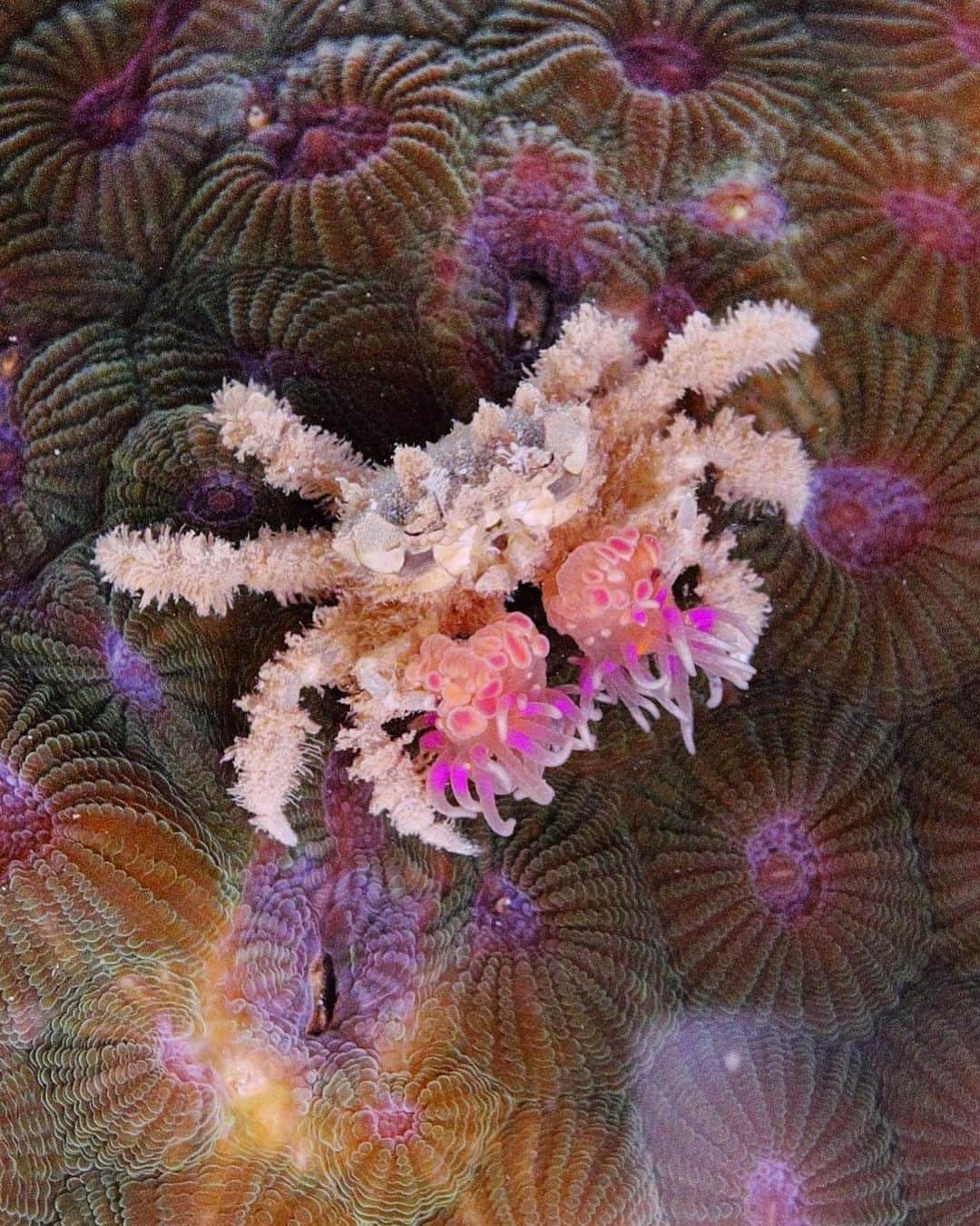 アメリカ自然史博物館さんのインスタグラム写真 - (アメリカ自然史博物館Instagram)「Boxer crabs hold sea ...