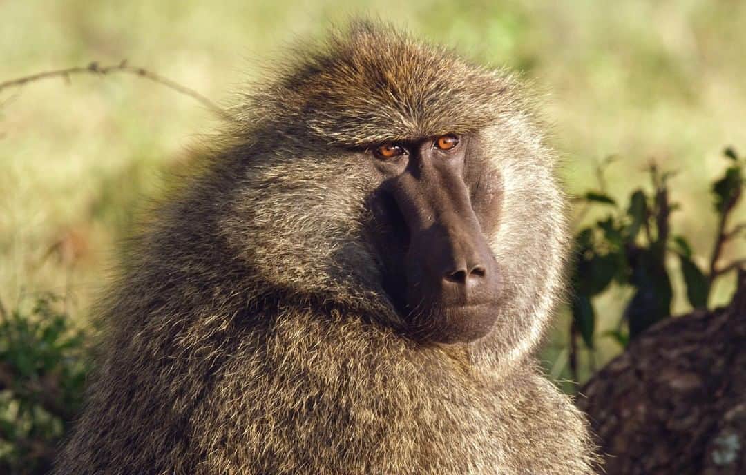 Discoveryさんのインスタグラム写真 - (DiscoveryInstagram)「The baboon who surprised ...