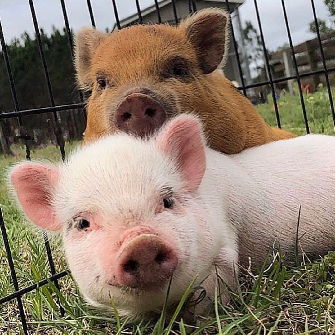 Priscilla and Poppletonさんのインスタグラム写真 - (Priscilla and PoppletonInstagram ...