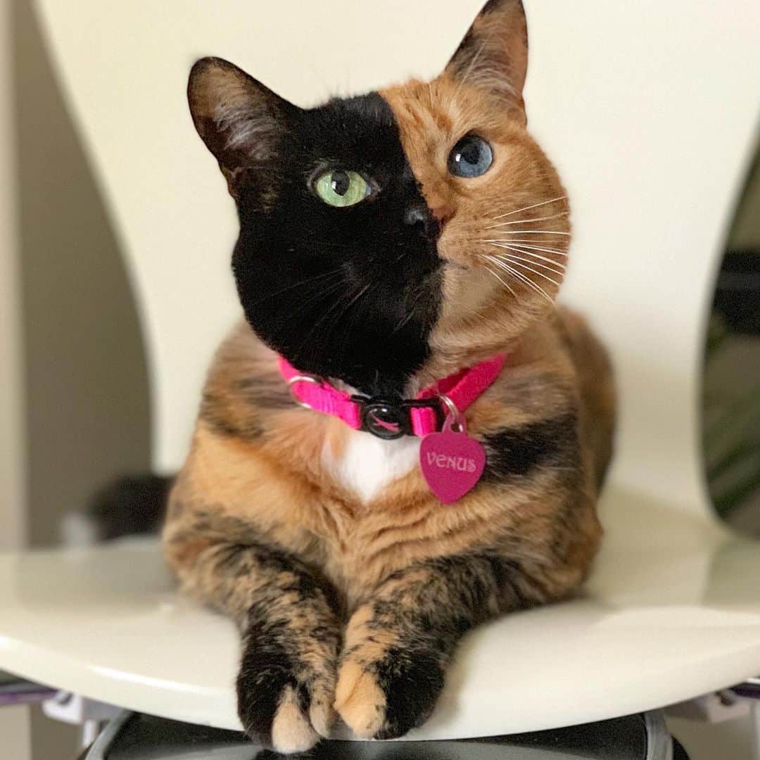 Venus Cat さんのインスタグラム写真 - (Venus Cat Instagram)「I hope you are having a ...