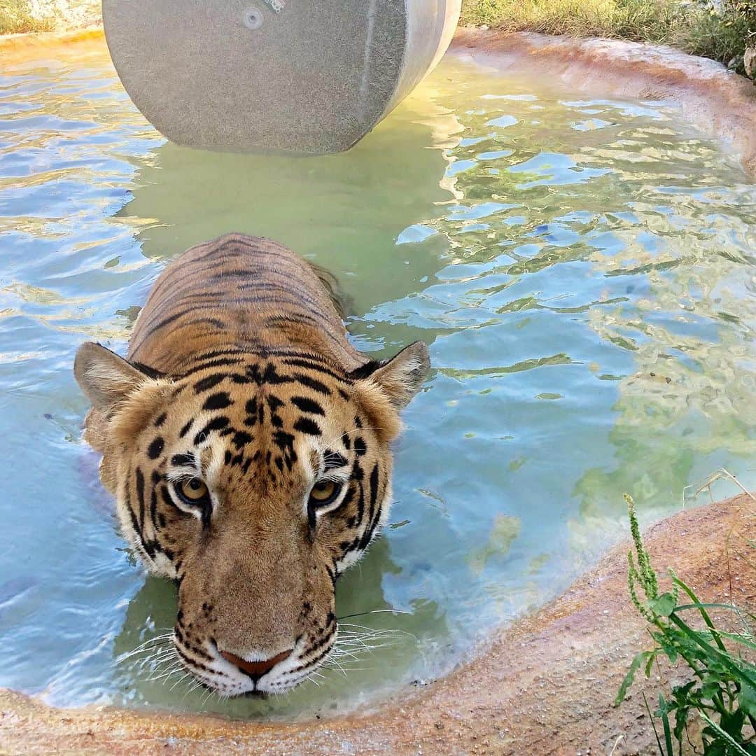 Zoological Wildlife Foundationさんのインスタグラム写真 - (Zoological Wildlife ...