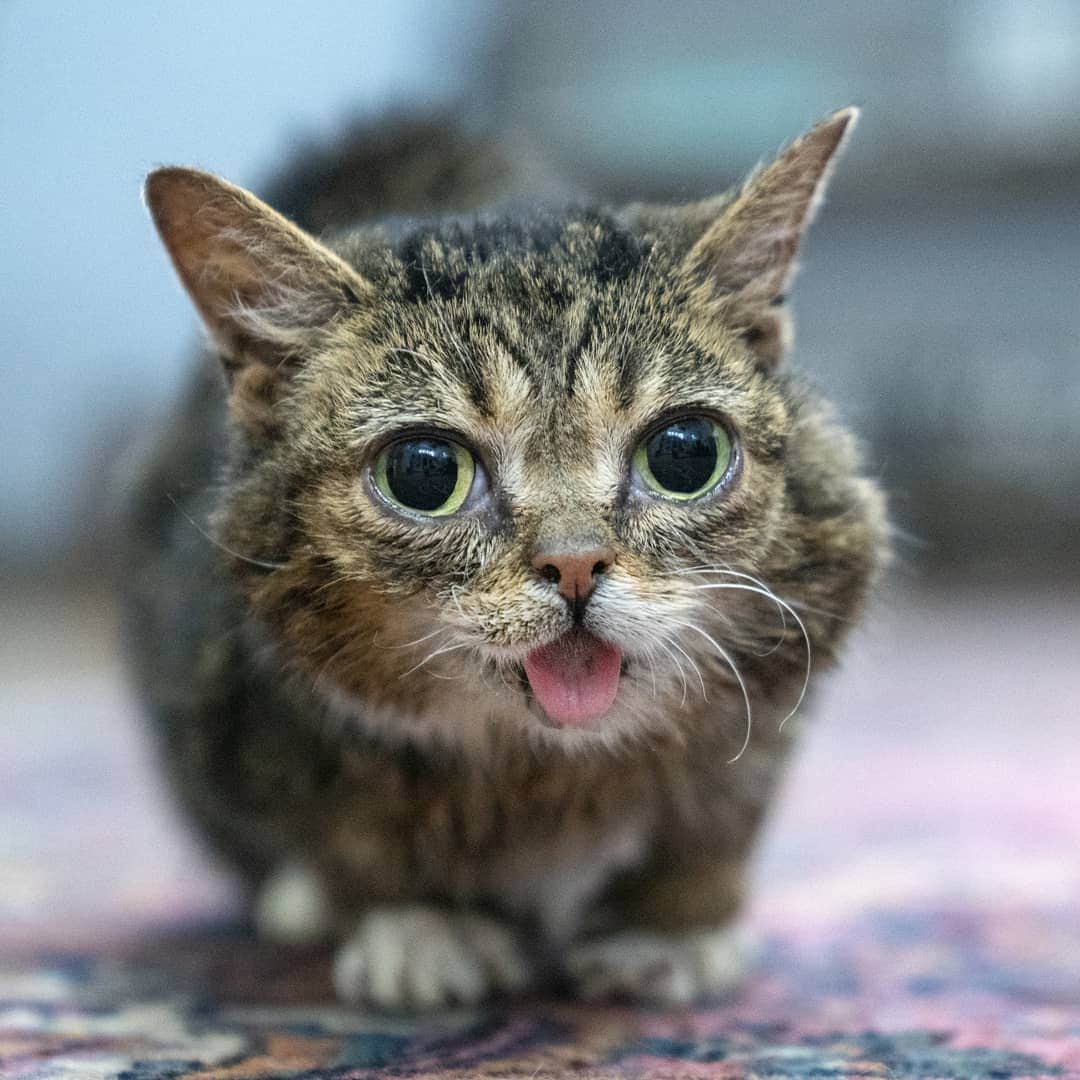 Lil BUBさんのインスタグラム写真 - (Lil BUBInstagram)「BUB looks sneaky and compact ...