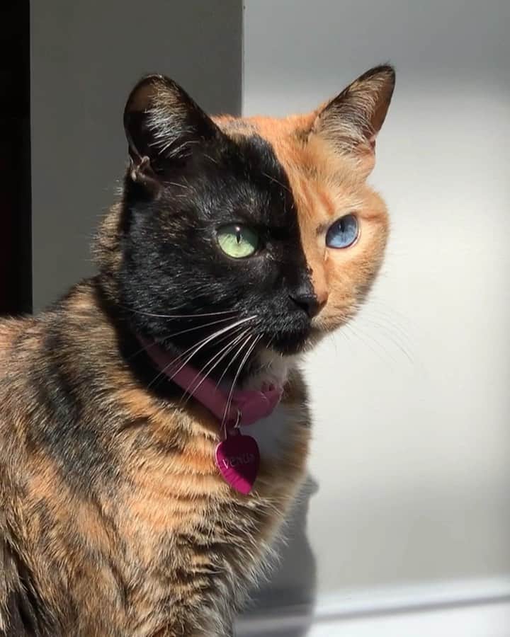 Venus Cat さんのインスタグラム動画 - (Venus Cat Instagram)「Meet the family! 🐈🐈🐈🐈🐕In ...