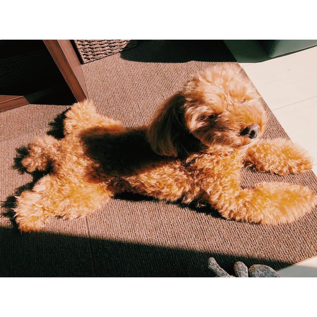 塩野瑛久さんのインスタグラム写真 - (塩野瑛久Instagram)「. 日向ぼっこな半目犬。 #塩野瑛久 #犬 #dog # ...