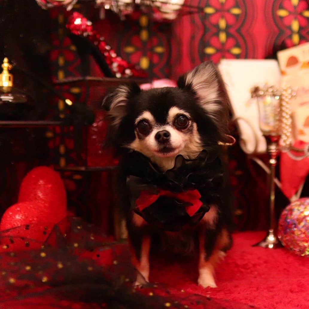 kayoさんのインスタグラム写真 - (kayoInstagram)「* * れーちゃん ️ お目目くりくり😍 * * 🛁 @dogsalon ...