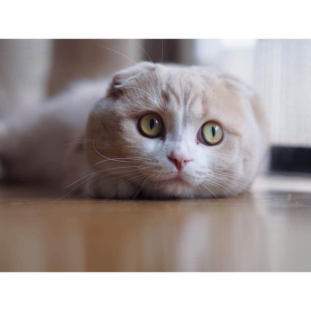 lemongeさんのインスタグラム - (lemonge@lemoooooonge)