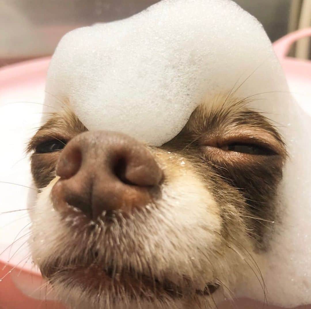佐々木洋平さんのインスタグラム写真 - (佐々木洋平Instagram)「我が家のチワワちゃん達はお風呂が大好き...なのかなw #チワワ #ちわわ #chihuahualife # ...
