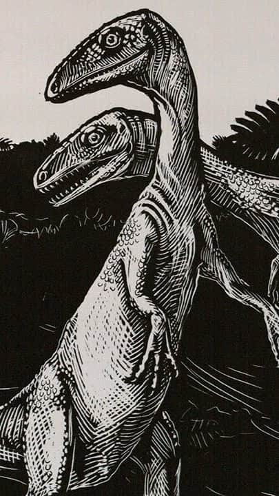 アメリカ自然史博物館さんのインスタグラム動画 - (アメリカ自然史博物館Instagram)「Our Shelf Life series is ...