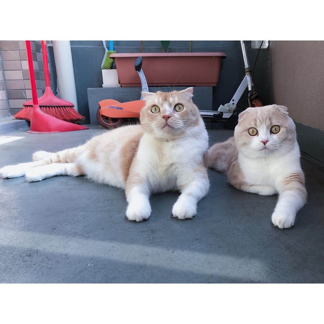 lemongeさんのインスタグラム - (lemonge@lemoooooonge)