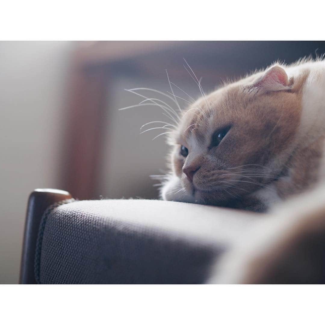 lemongeさんのインスタグラム - (lemonge@lemoooooonge)