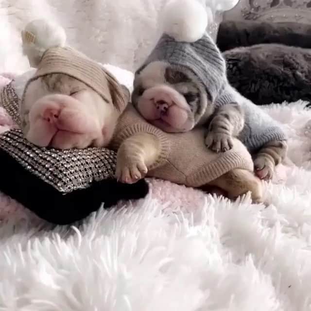 ANIMALS OVER PEOPLEさんのインスタグラム - (ANIMALS OVER PEOPLE@animalsoverpeople)