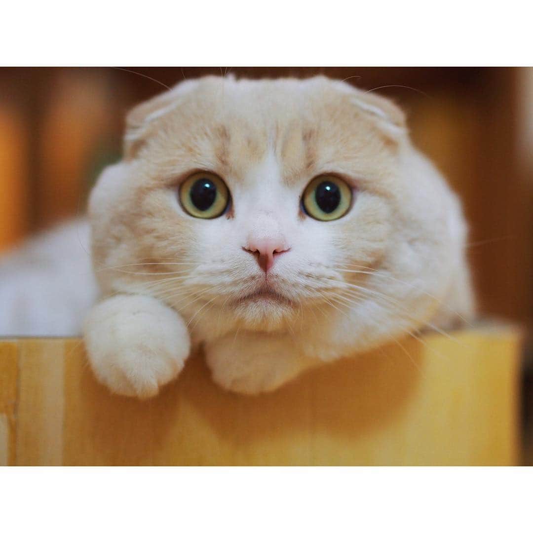 lemongeさんのインスタグラム - (lemonge@lemoooooonge)