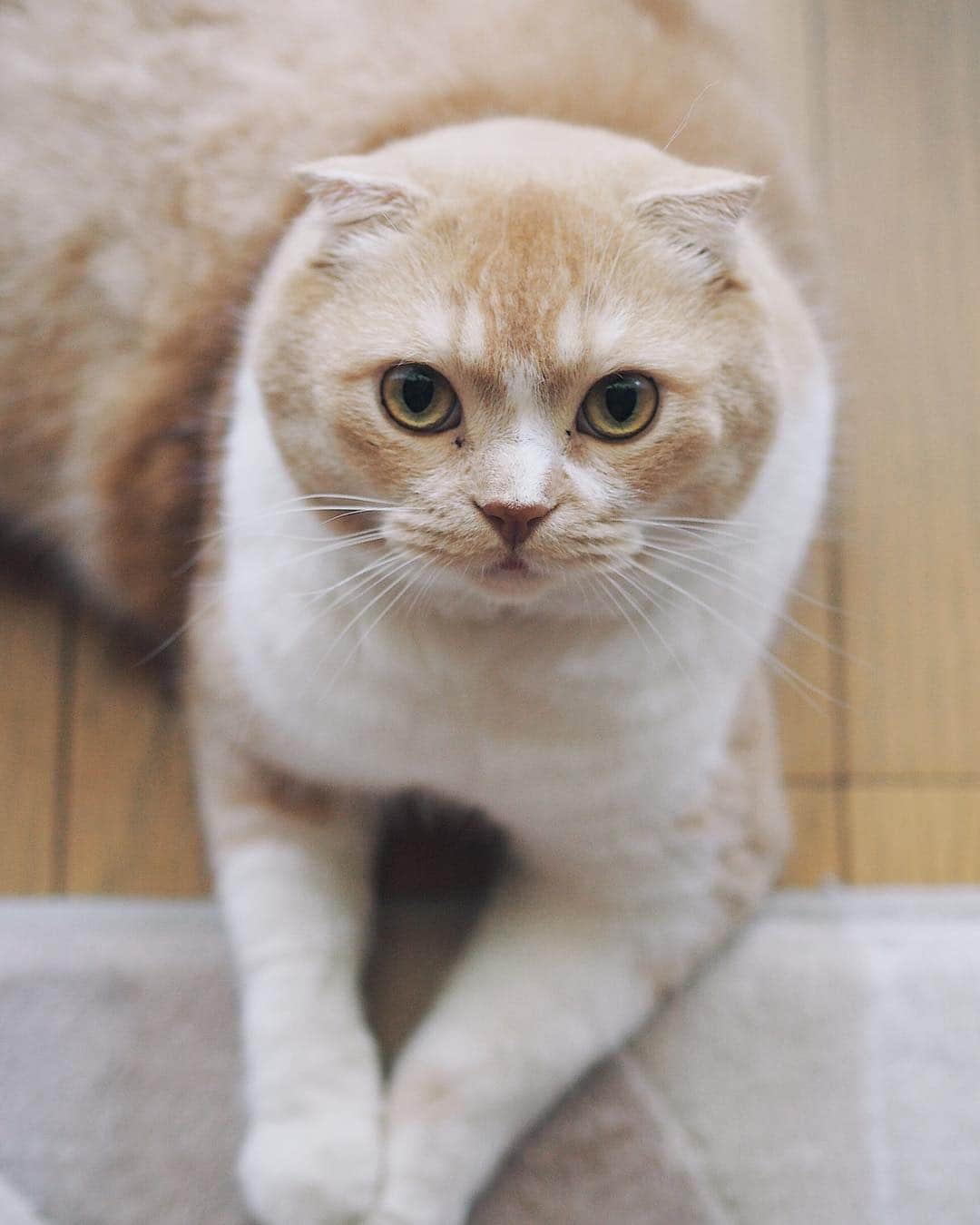 lemongeさんのインスタグラム - (lemonge@lemoooooonge)