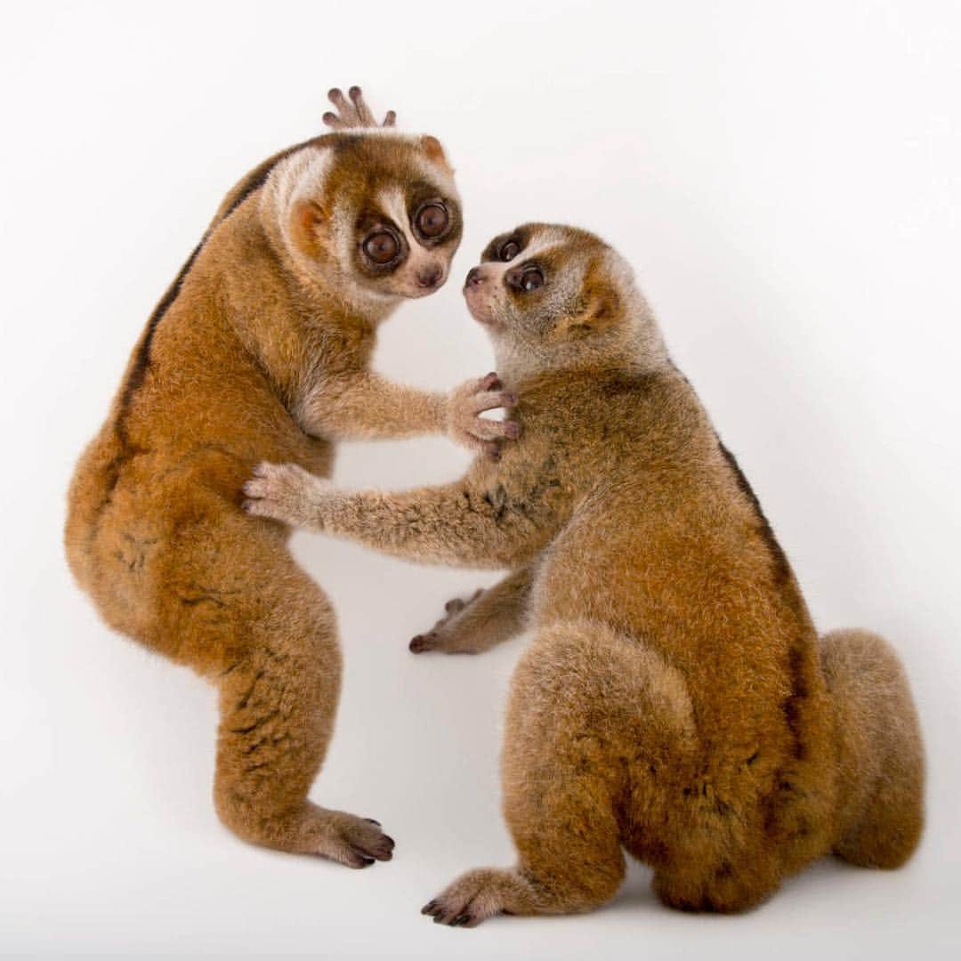 Joel Sartoreさんのインスタグラム写真 - (Joel SartoreInstagram)「How did the greater ...