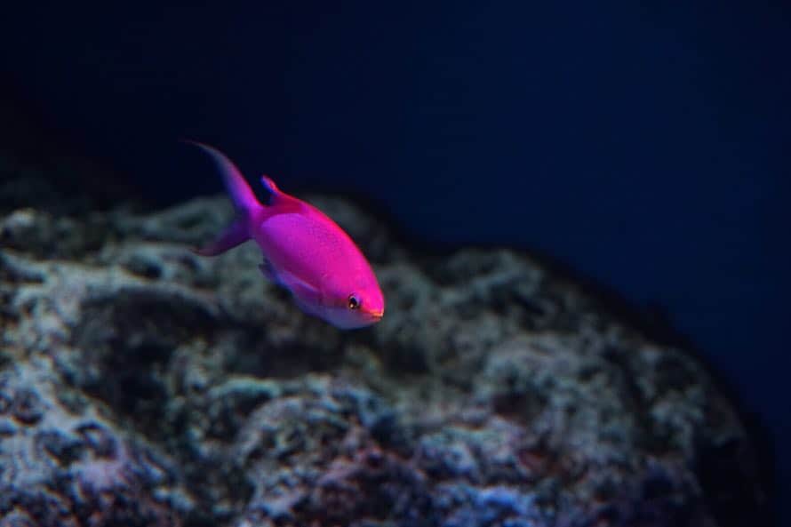 mar.ayaさんのインスタグラム写真 - (mar.ayaInstagram)「おピンクに目を奪われる💘 品川アクアパークにて𓆉 相方の写真 ...