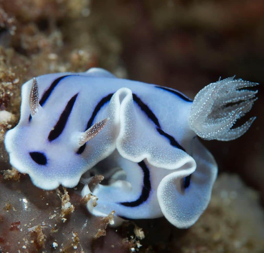 アニマルプラネットさんのインスタグラム写真 - (アニマルプラネットInstagram)「We stan sea slugs! Check ...