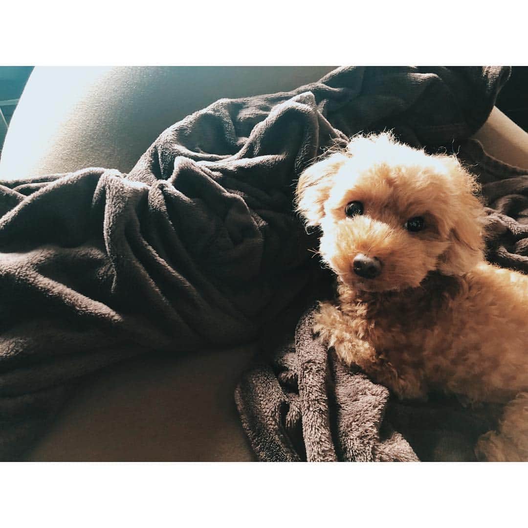 塩野瑛久さんのインスタグラム写真 - (塩野瑛久Instagram)「. いぬ #いぬ #犬 #dog」3月30日 14時17分 ...