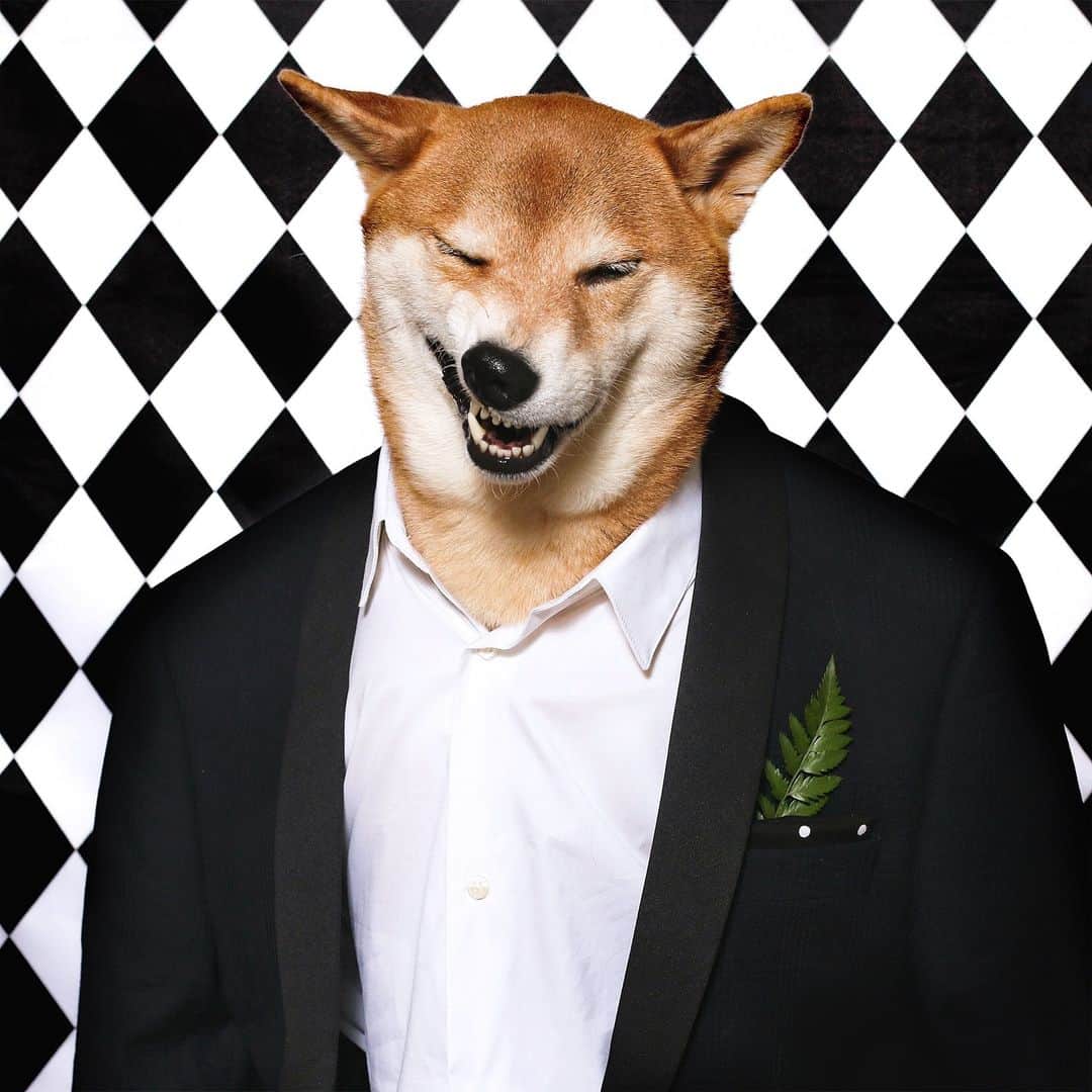 Menswear Dogさんのインスタグラム写真 - (Menswear DogInstagram)「The 3 stages of ...