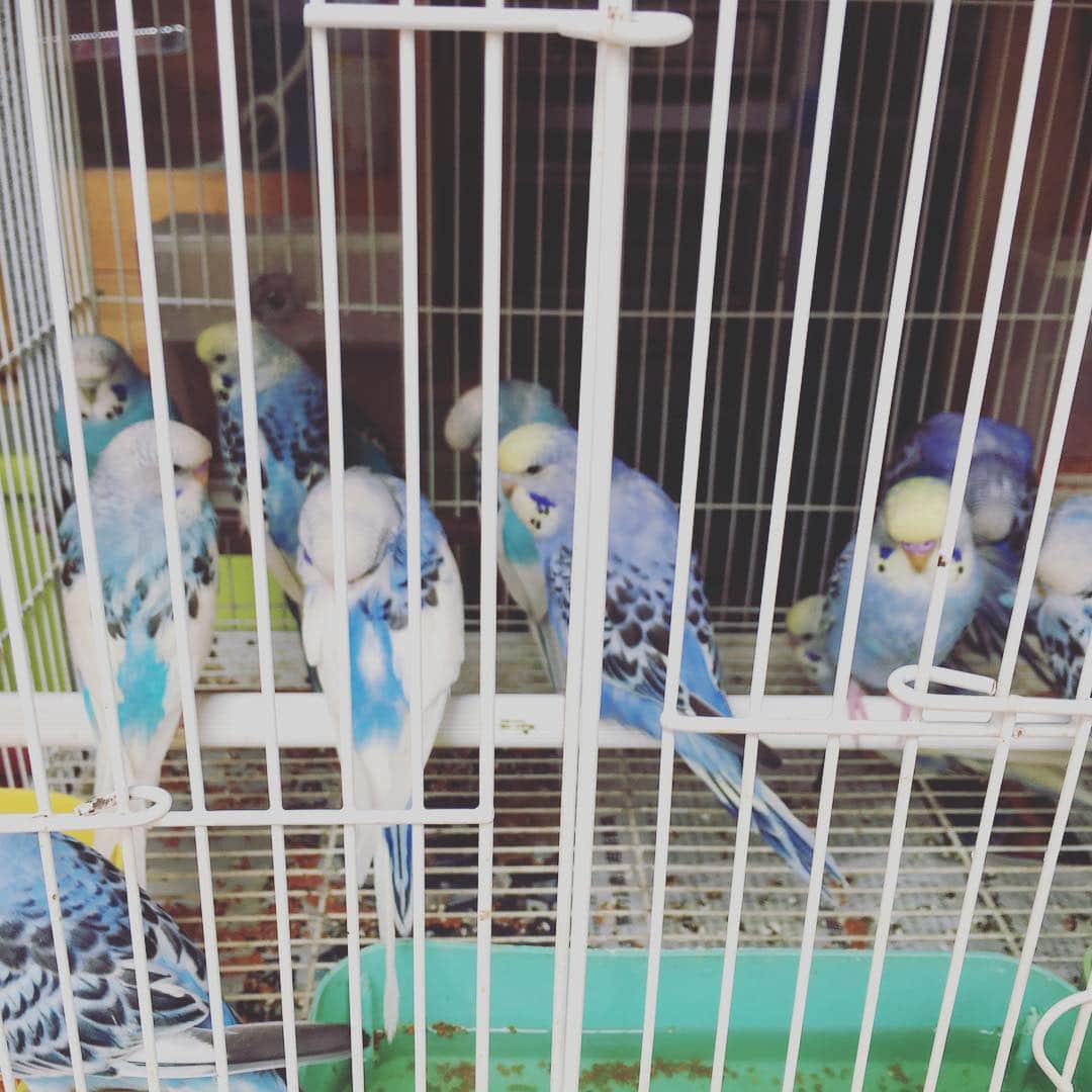 くぼたみかさんのインスタグラム写真 - (くぼたみかInstagram)「As a bird frantic Bird Street is ...
