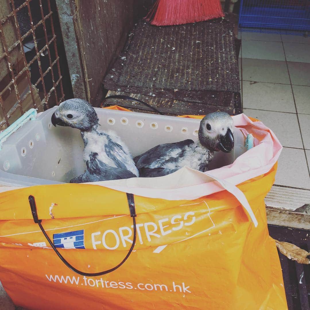 くぼたみかさんのインスタグラム写真 - (くぼたみかInstagram)「As a bird frantic Bird Street is ...