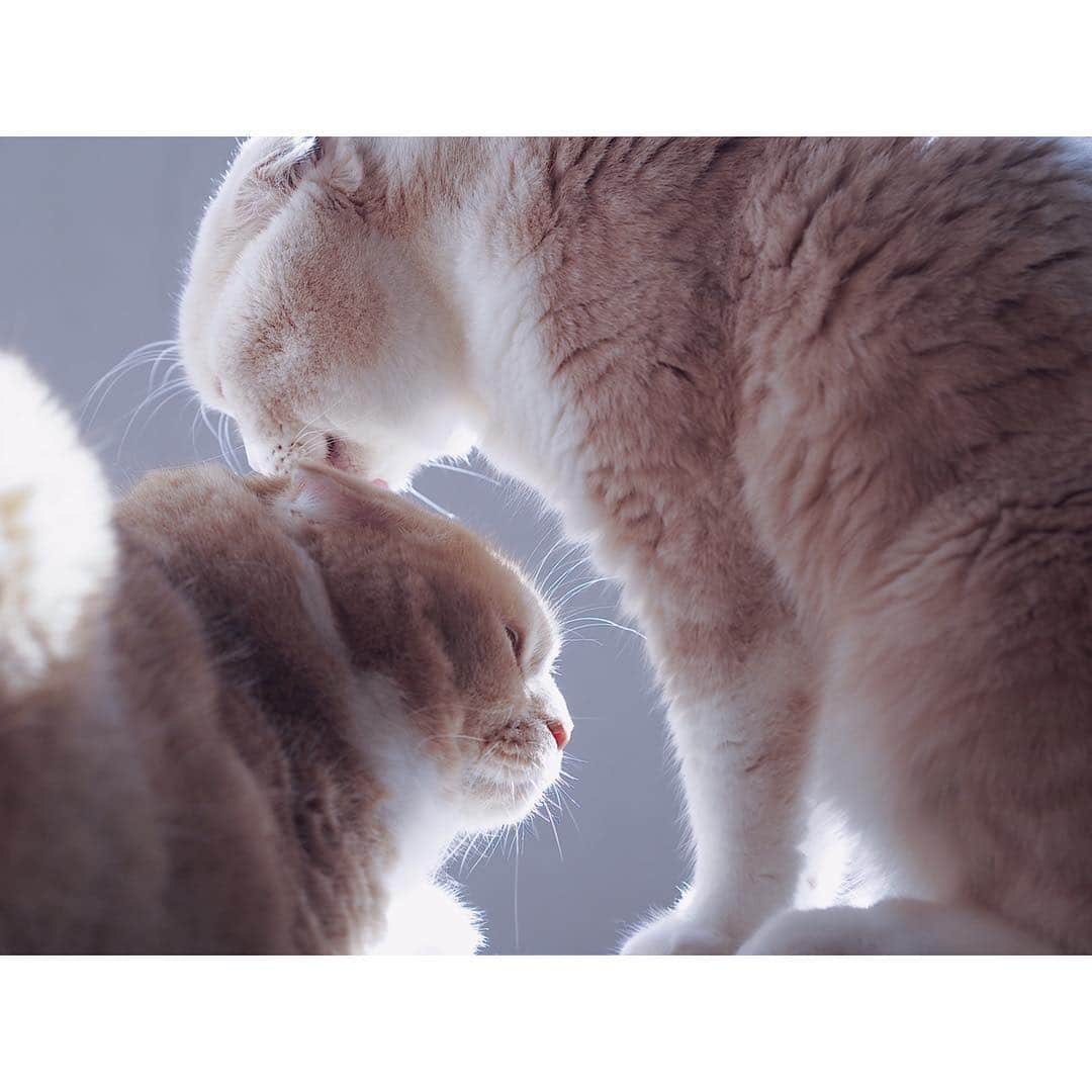 lemongeさんのインスタグラム - (lemonge@lemoooooonge)