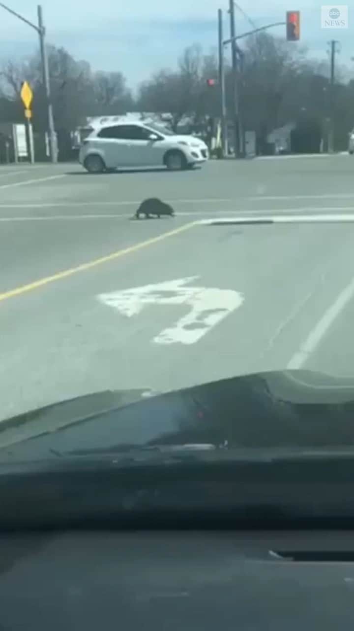ABC Newsさんのインスタグラム動画 - (ABC NewsInstagram)「BEAVER CROSSING: A slow ...