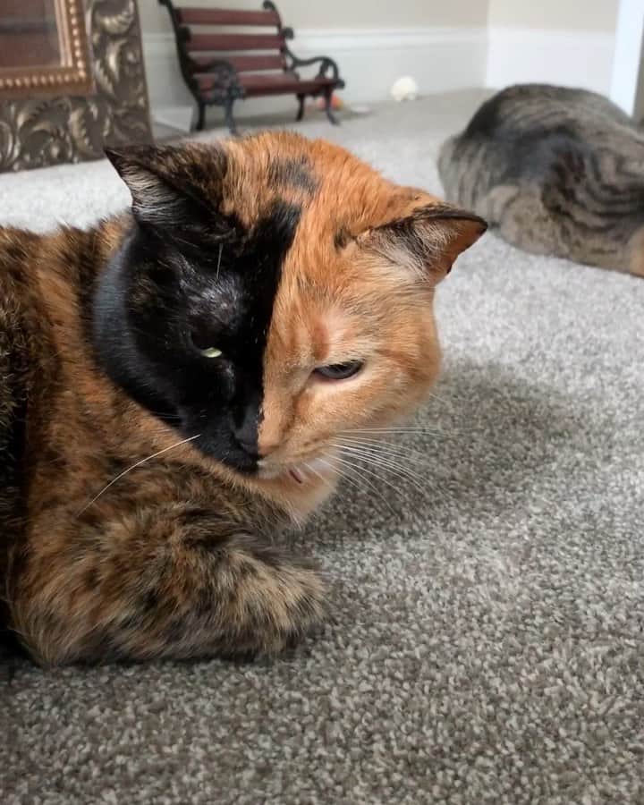 Venus Cat さんのインスタグラム動画 - (Venus Cat Instagram)「…Wait for it…Wait for it ...