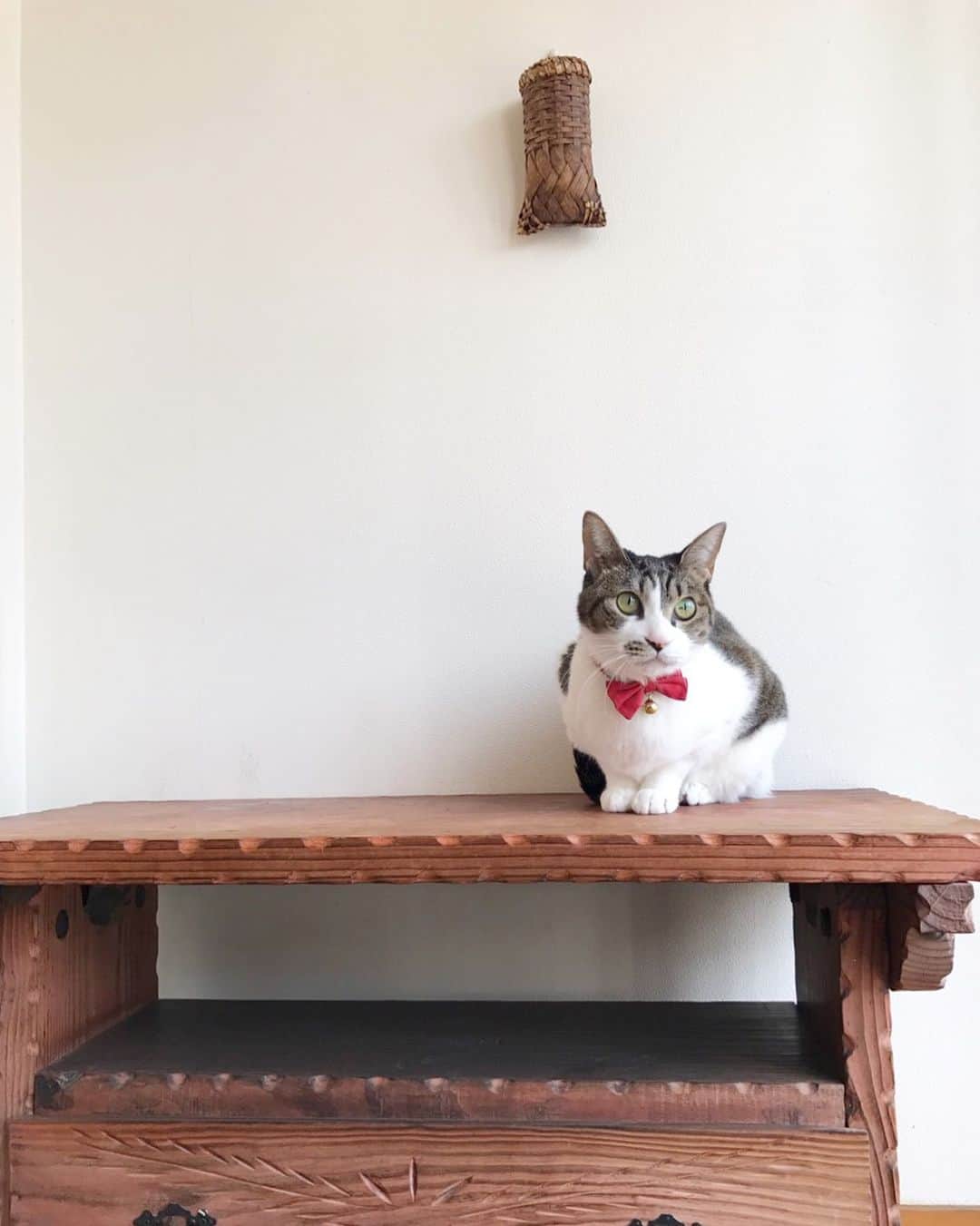 ?りっこ?さんのインスタグラム写真 - (?りっこ?Instagram)「＊ ＊ 🍀 USAKO 🍀 ＊ ・ 過ごしやすい季節ですね 🌷 ...