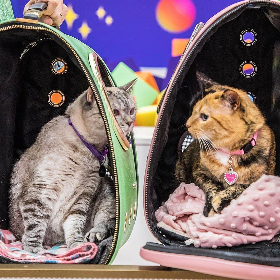 Venus Cat さんのインスタグラム写真 - (Venus Cat Instagram)「History in the making ...