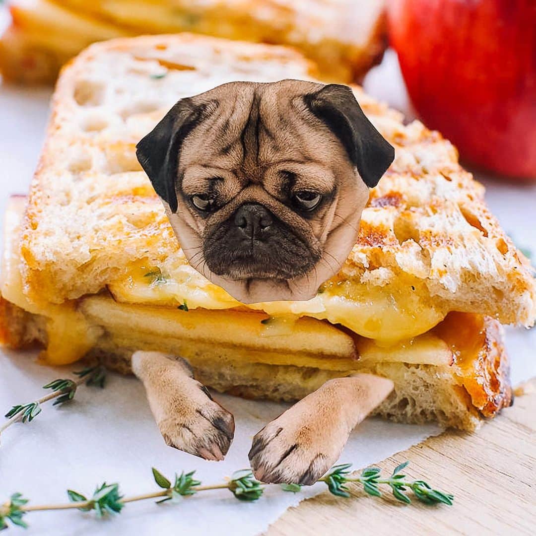 itsdougthepugさんのインスタグラム写真 - (itsdougthepugInstagram)「“Hey panini, don’t ...