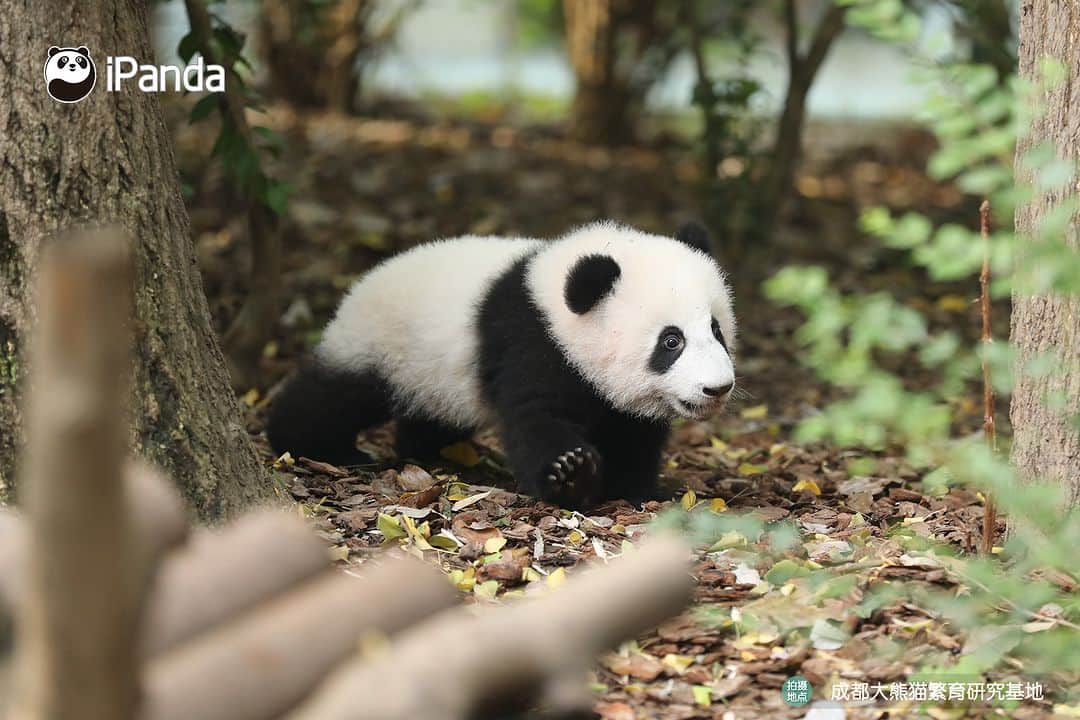 iPandaさんのインスタグラム写真 - (iPandaInstagram)「Baby panda, no matter where you ...