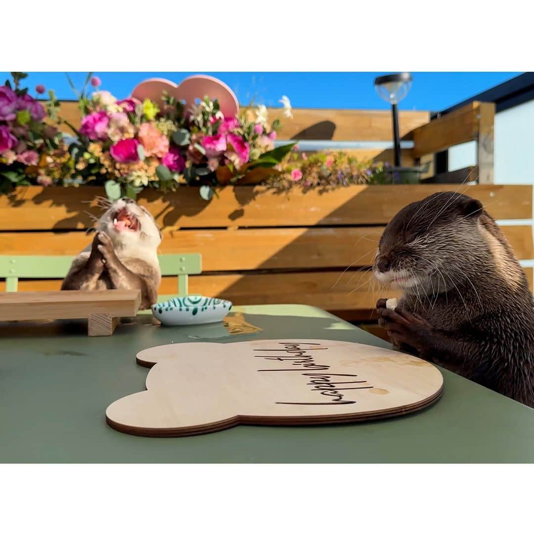 カワウソ コタロー&ハナさんのインスタグラム写真 - (カワウソ コタロー&ハナInstagram)「🌸🌼Happy 5th Birthday ...