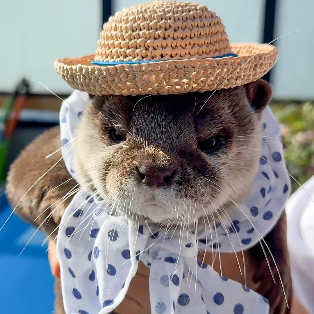 カワウソ コタロー&ハナさんのインスタグラム写真 - (カワウソ コタロー&ハナInstagram)「🌸🌼Happy 5th Birthday ...