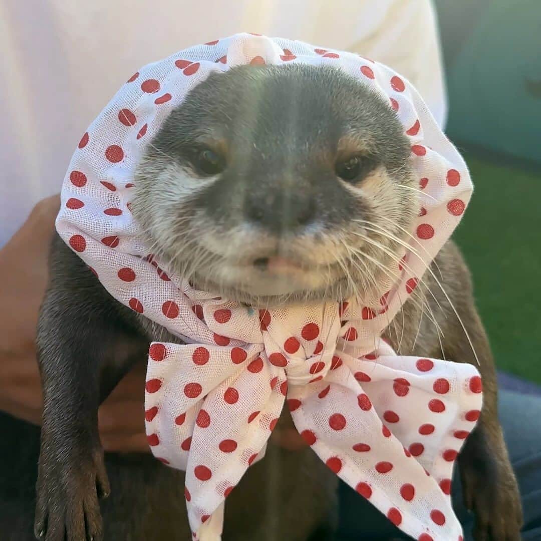 カワウソ コタロー&ハナさんのインスタグラム写真 - (カワウソ コタロー&ハナInstagram)「🌸🌼Happy 5th Birthday ...