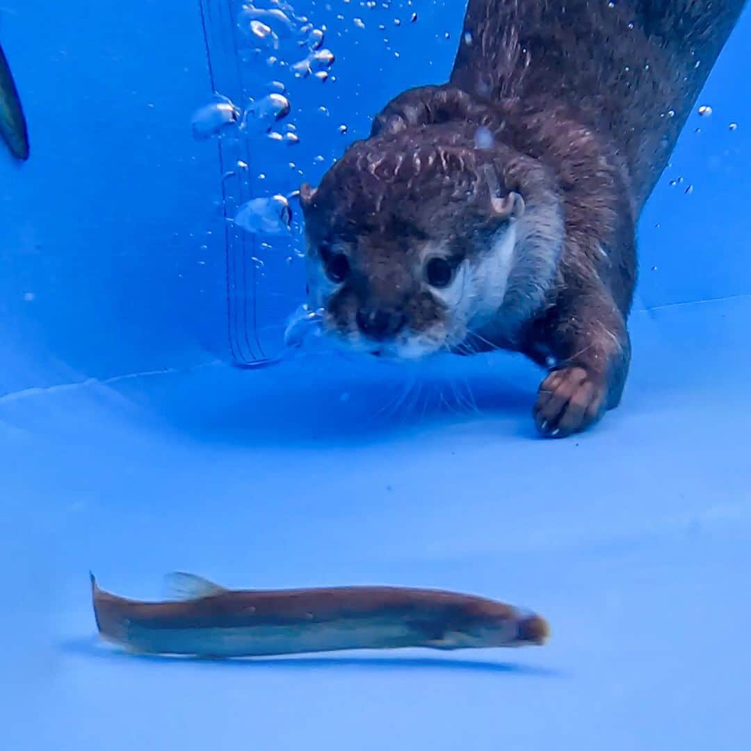 カワウソ コタロー&ハナさんのインスタグラム写真 - (カワウソ コタロー&ハナInstagram)「🌸🌼Happy 5th Birthday ...